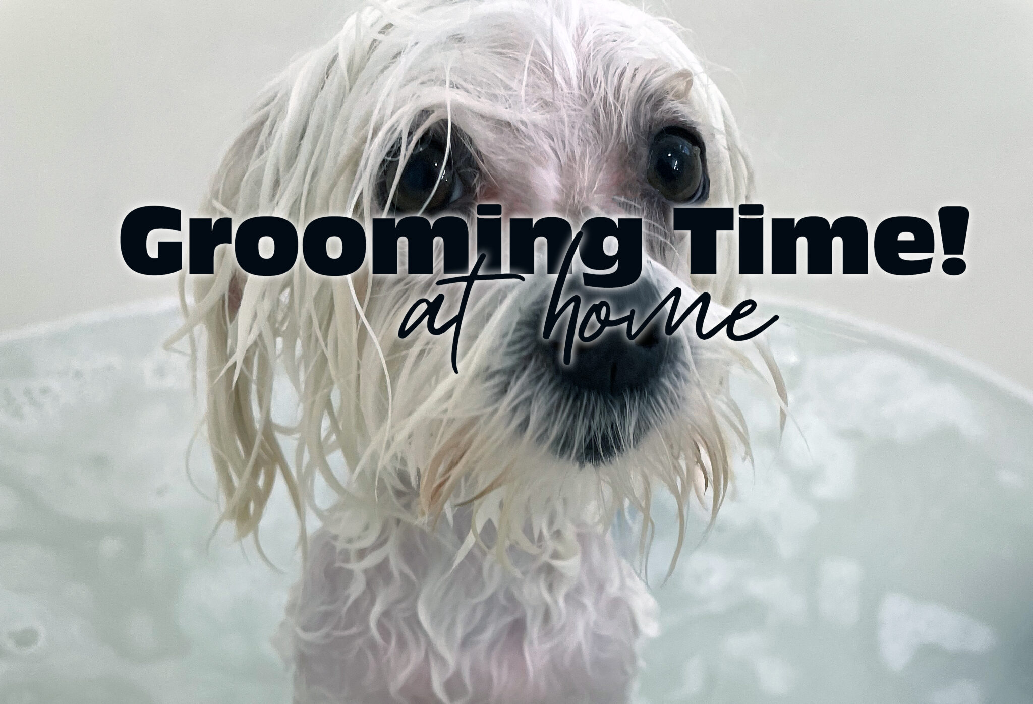 How to Groom Your Maltese at Home with Easy Steps - Everything and Plus